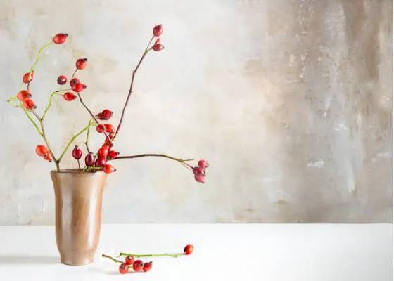 Everything you ever wanted to know about Rosehip Seed oil and its ...